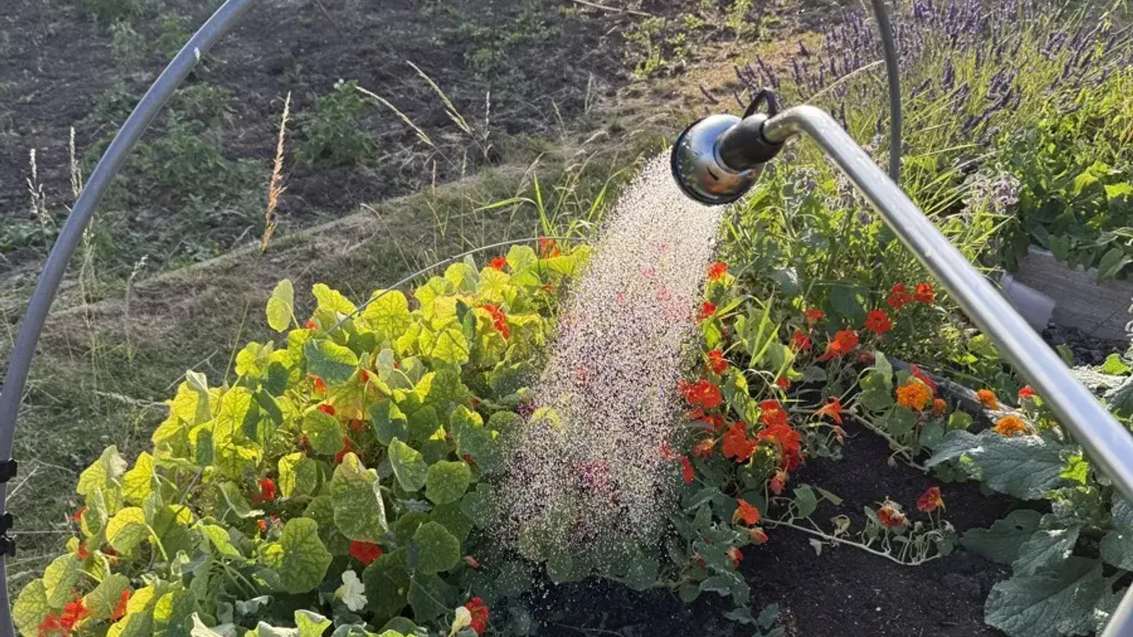 Best Flowers for the Vegetable Garden (UK Companion Flowers) | What To Sow