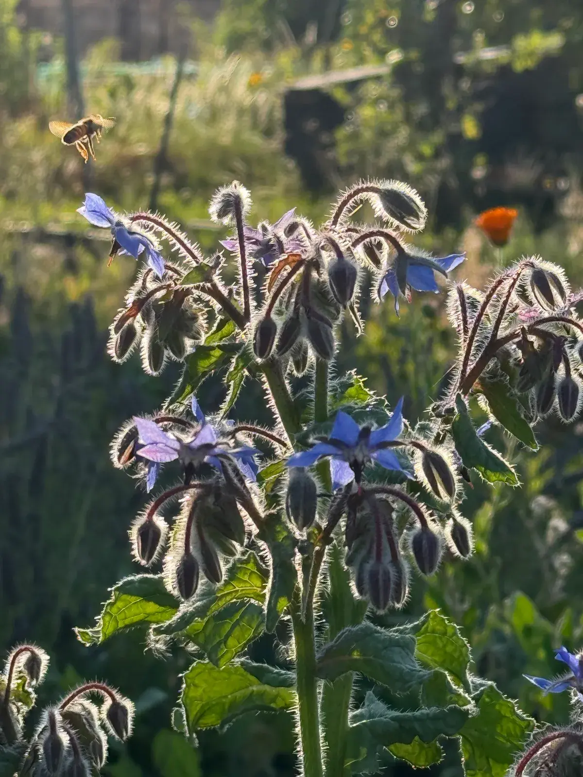 Best Flowers for the Vegetable Garden (UK Companion Flowers) | What To Sow